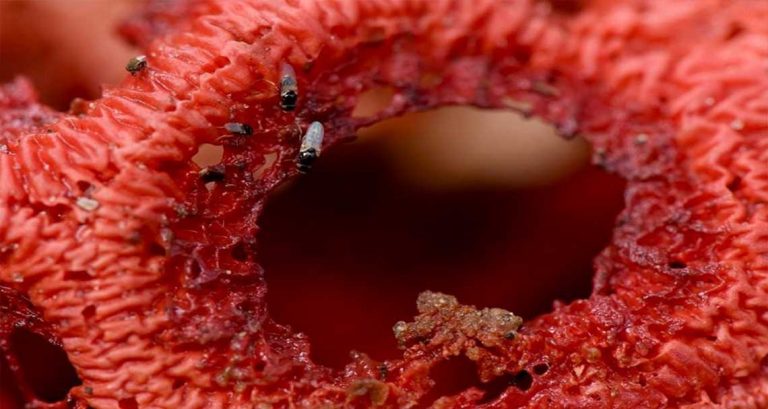 RED CAGE FUNGUS | Rookery Bay
